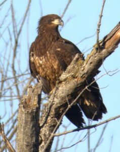 The Amazing Changing Appearance of American Bald Eagle | Friends of the ...